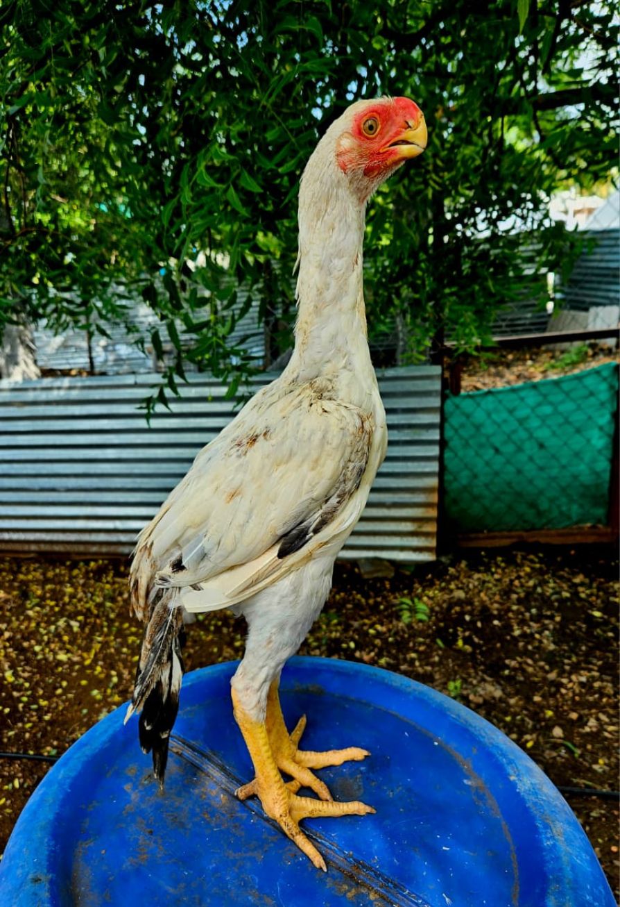Parrot Beak Aseel Chicks